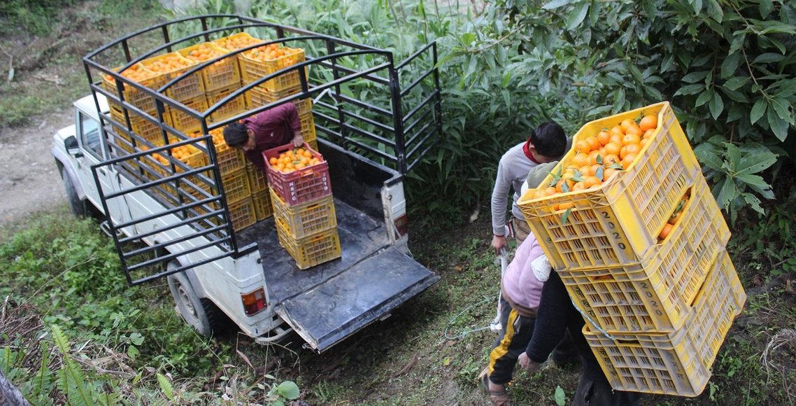 Farmers in Myagdi earn Rs 210 million by selling oranges - Nepal Samaj