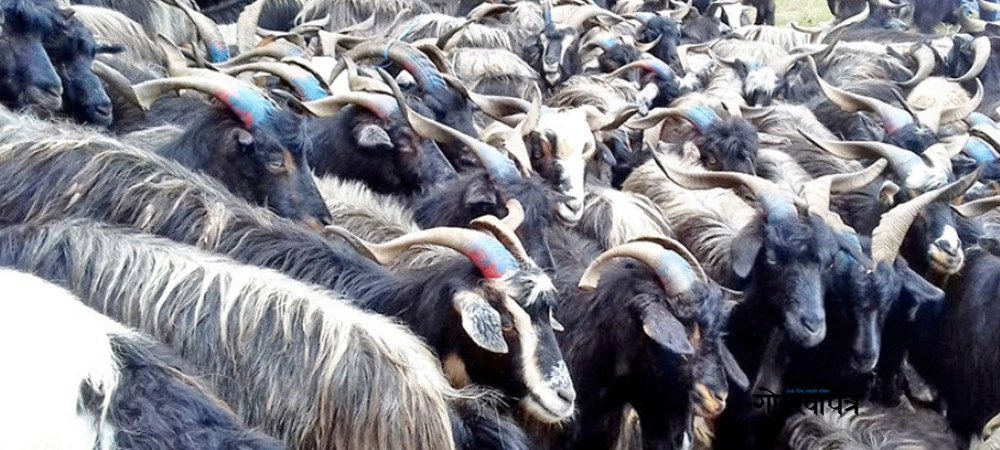 Jumla trades sheep, goats worth Rs 100 million - Nepal Samaj
