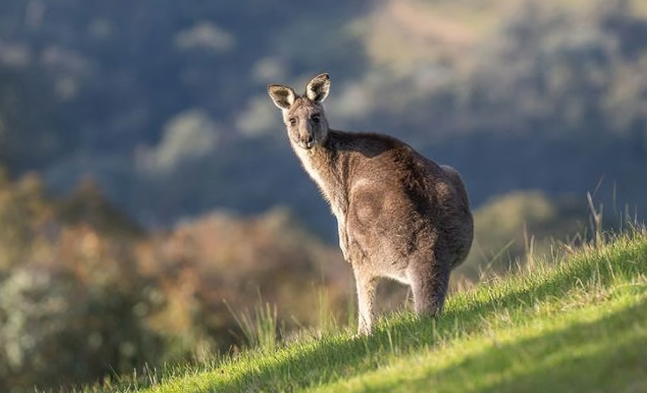Australian team claims first IVF kangaroo embryo - Nepal Samaj