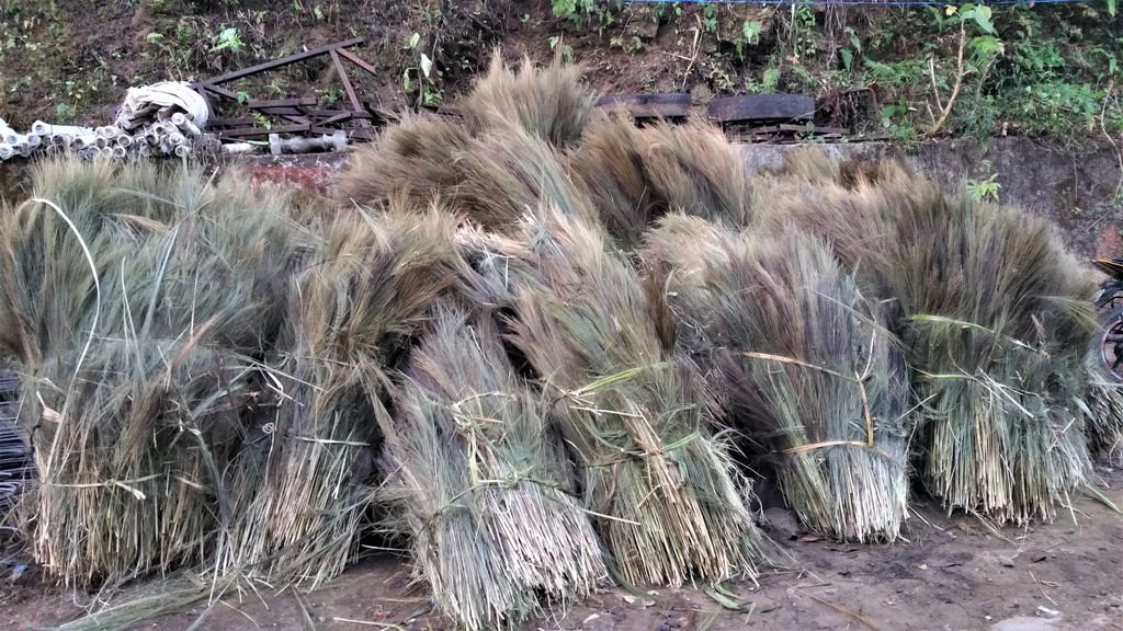 मूल्य बढेसँगै बजार पुग्न थाल्यो अम्लिसो - Nepal Samaj